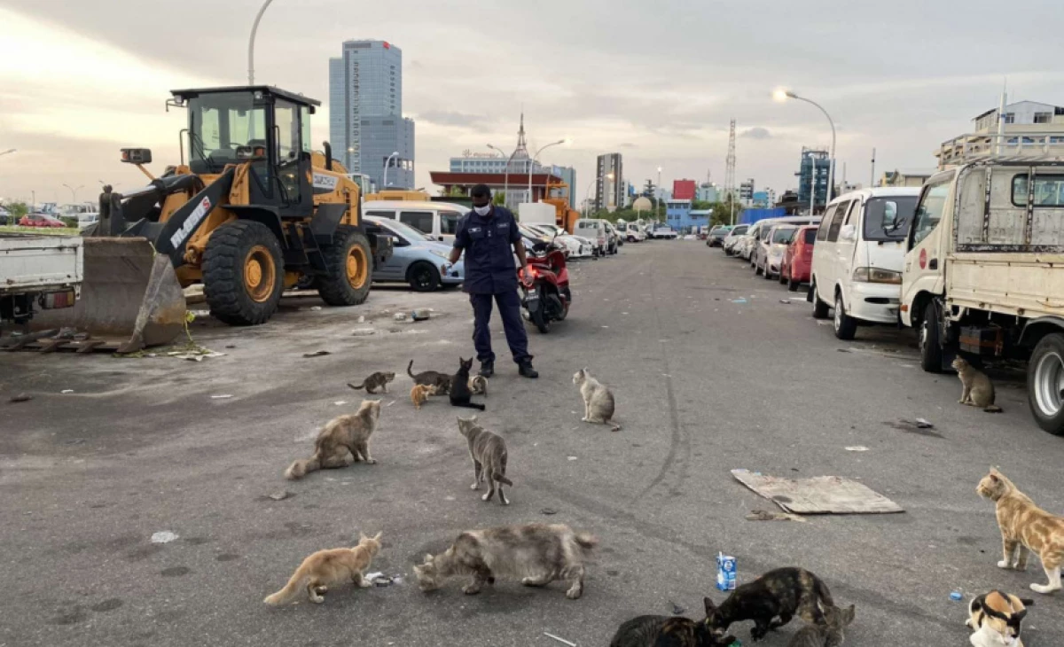 City council intends to neuter 1000 cats within three months